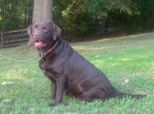 Breeders of Labrador Retrievers in Mt Airy Maryland - new FOX RED Stud ...